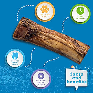 Jack&Pup Dog Bones for Aggressive Chewers Premium Grade Roasted Marrow Bones for Dogs – 6 inch Dog Bones for Large Dog - All Natural Gourmet Treat Chews – Long Lasting Chew (6 Pack)