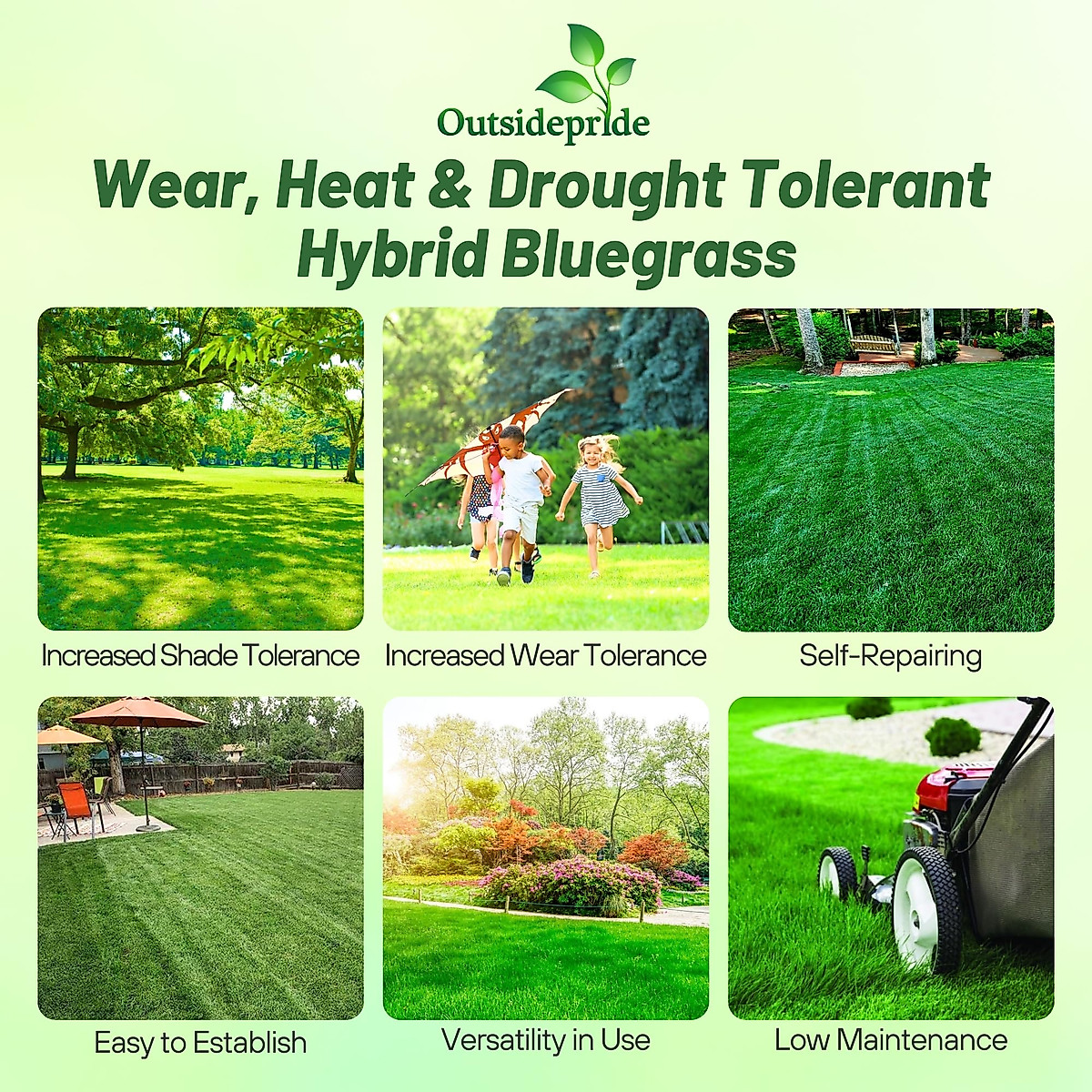 Outsidepride SPF-30 Hybrid Bluegrass Seeds - 5 lbs. Heat & Drought Tolerant, Texas Bluegrass & Kentucky Bluegrass Seed Mix for Challenging Climates, OptiGrowth Coated for Better Establishment