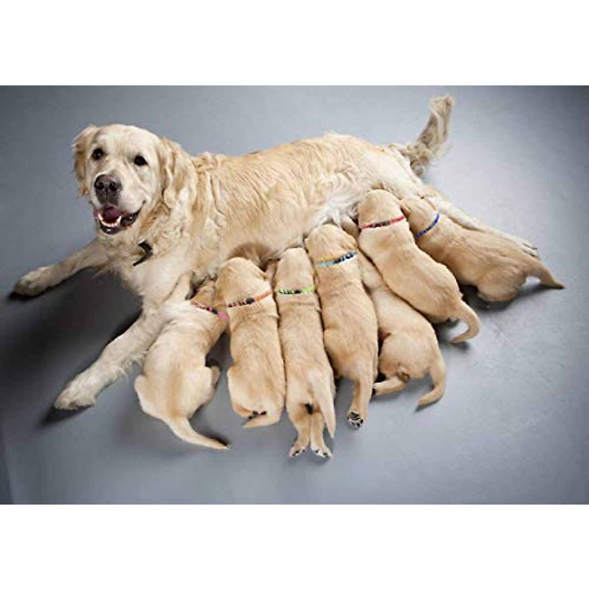 Puppy ID Collar Identification Soft Nylon Adjustable Breakaway Safety Whelping Litter Collars for Newborn Pets with Record Keeping Charts 12pcs/Set (S)