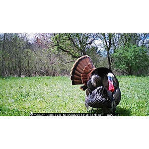 Spartan GoLive 4G LTE Trail Camera,Live-Streaming, Anti-Theft GPS, On-Demand Image&Video Capture,Real-time Updates,Built-in Lithium Battery,Blackout with 32GB SD Card (Spartan Multi-Carrier)