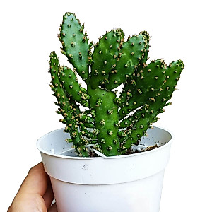 Joseph's Coat Cactus (2" Plastic Pot) - Live. Healthy Cactus - Opuntia monacantha - Barbary Fig Cactus - Prickly Pear Cactus