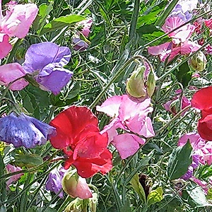 Earthcare Seeds Fragrant Sweet Peas 100 Seeds Royal Family (Lathyrus odoratus)
