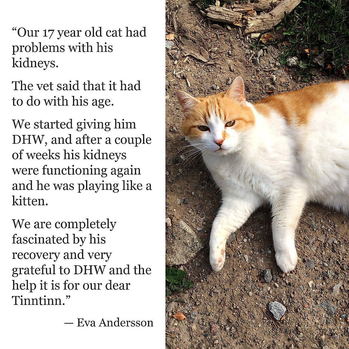 Double Helix Water for Pets Pack of 3