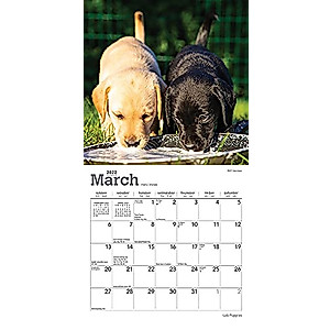 Lab Puppies 2022 7 x 7 Inch Monthly Mini Wall Calendar, Animals Dog Breeds Puppy DogDays