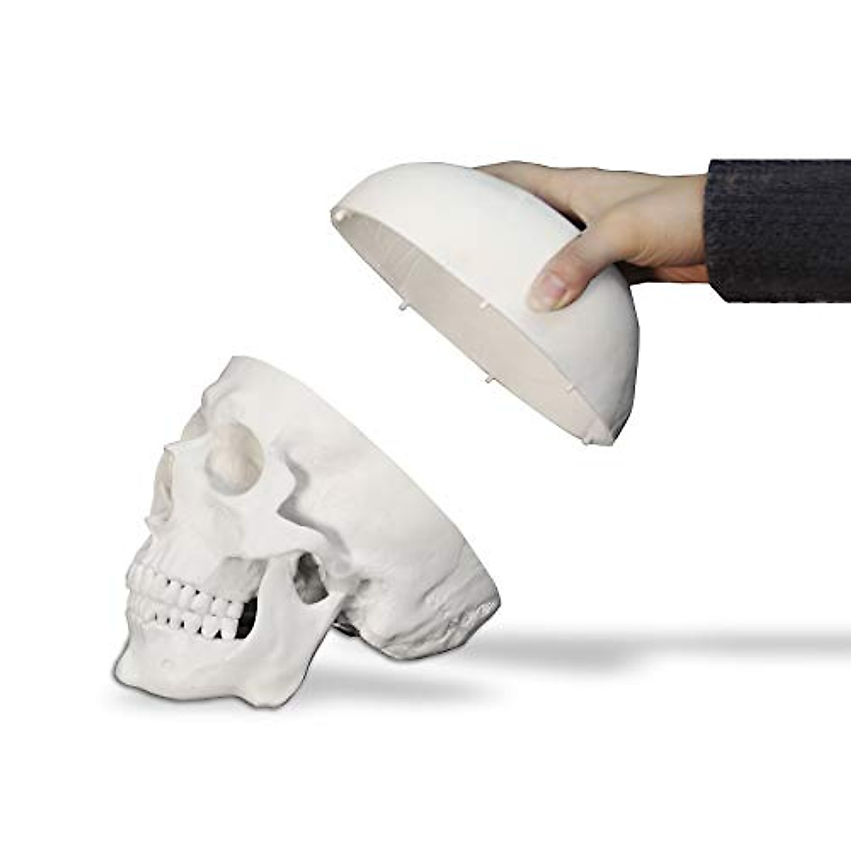 Vision Scientific VAL207-A Life-Size Human Skull – 3 Parts | Medical Grade, Features Joints, Sutures, Fissures, Joints, Foramina and Processes | Removable Skull Cap, Full Dentition | W Manual
