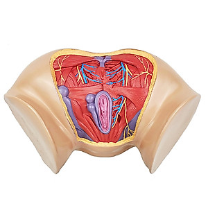 3D Human Uterus Model Uterus Vulva Combination Model Human Uterus Model, Model Model of Female Reproductive System for Human Anatomy and Physiology Education