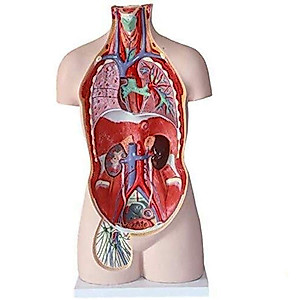 HEYBEC 85Cm Body Anatomy Model Human Anatomical Internal Organs for Learning Resources Easy to Remove