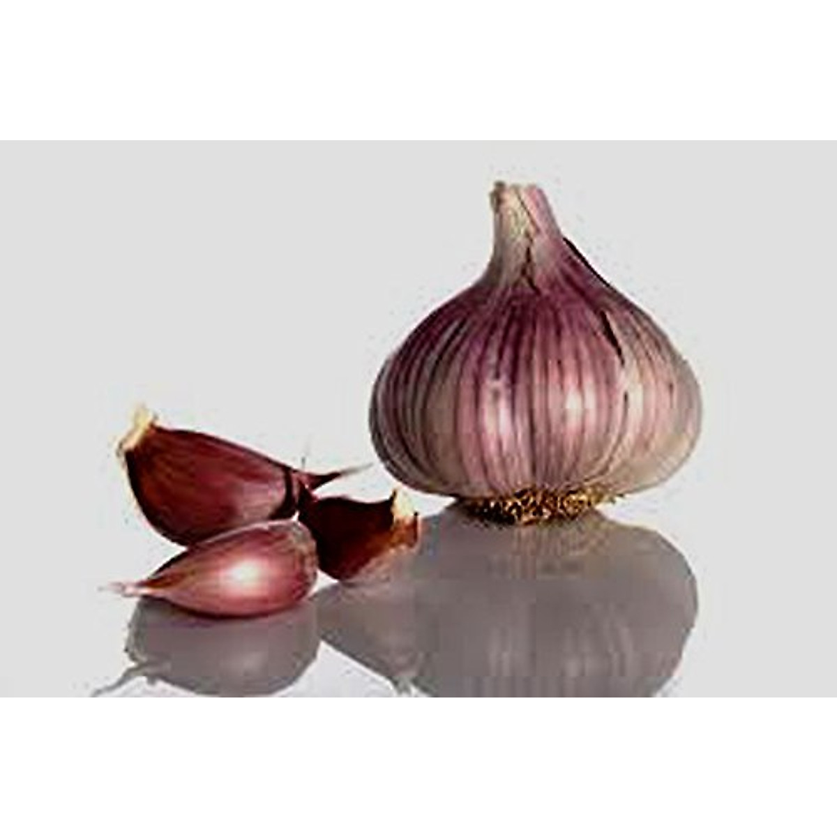 Garlic Bulb (7 Bulbs), Fresh Siberian HARDNECK Garlic Bulb for Planting and Growing Your OWN Garlic OR Eating
