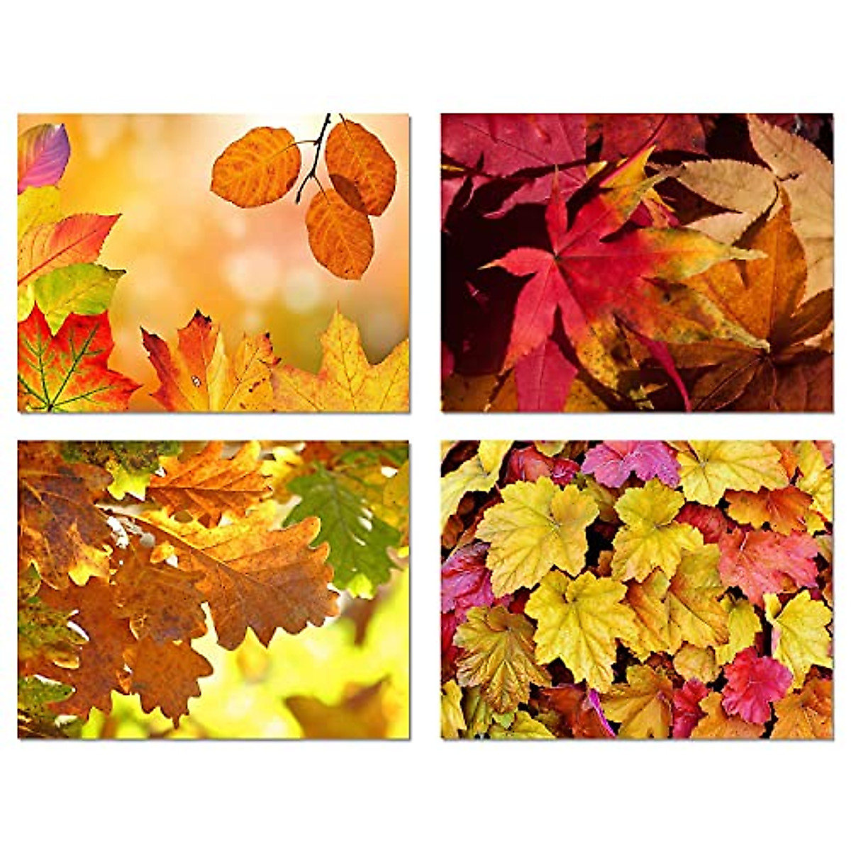 Fall Leaves Blank Note Cards - 12 Pack - Greeting Cards with Envelopes - 4 Unique Designs - 5.5"x4.25" (12 Pack)