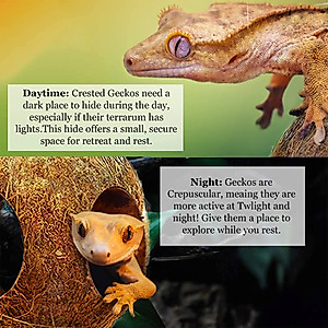 SunGrow Leopard Gecko Coco Hut, Gecko Climbing Accessories, Raw Coconut Shell Reptile Hide, Terrarium Habitat Décor, 2.5” Opening Diameter, with Fiber Loop for Hanging (3-Holes)