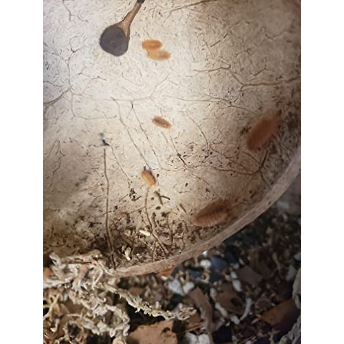 ($38.99) 10 Powder Orange, 20 Powder Blue Isopod Combo Pack