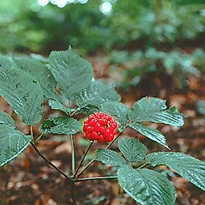 YEGAOL Garden 25Pcs American Ginseng Seeds Panax Quinquefolius Non-GMO Long-Lived Container Garden Plant