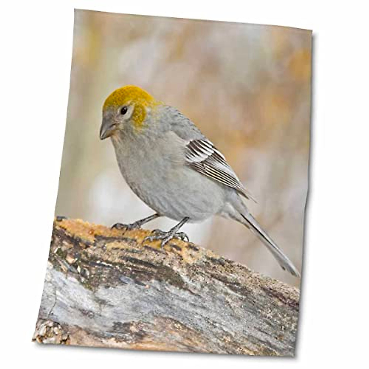 3dRose Colorado, Frisco. Pine grosbeak bird - US06 BJA0106 - Jaynes Gallery - Towels (twl-88852-2)