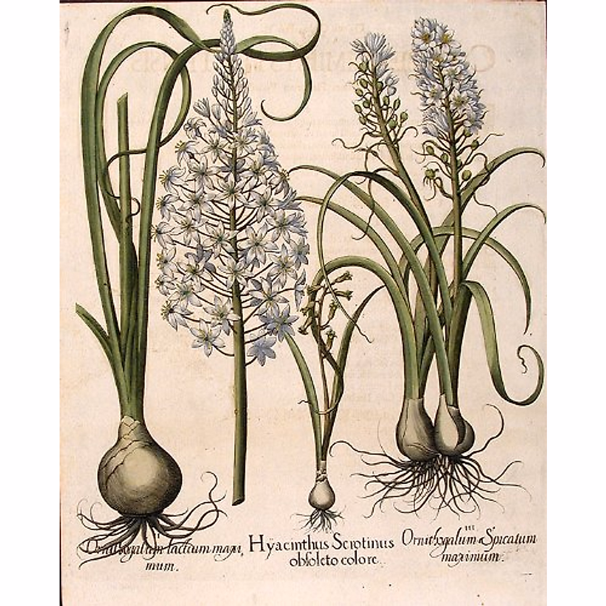 [Late hyacinth] Hyacinthus Serotinus obsoleto colore; [Star-of-Bethlehem] Ornithogalum lactum maximum; [Star-of-Bathlehem] Ornithogalum Spicatum maximum