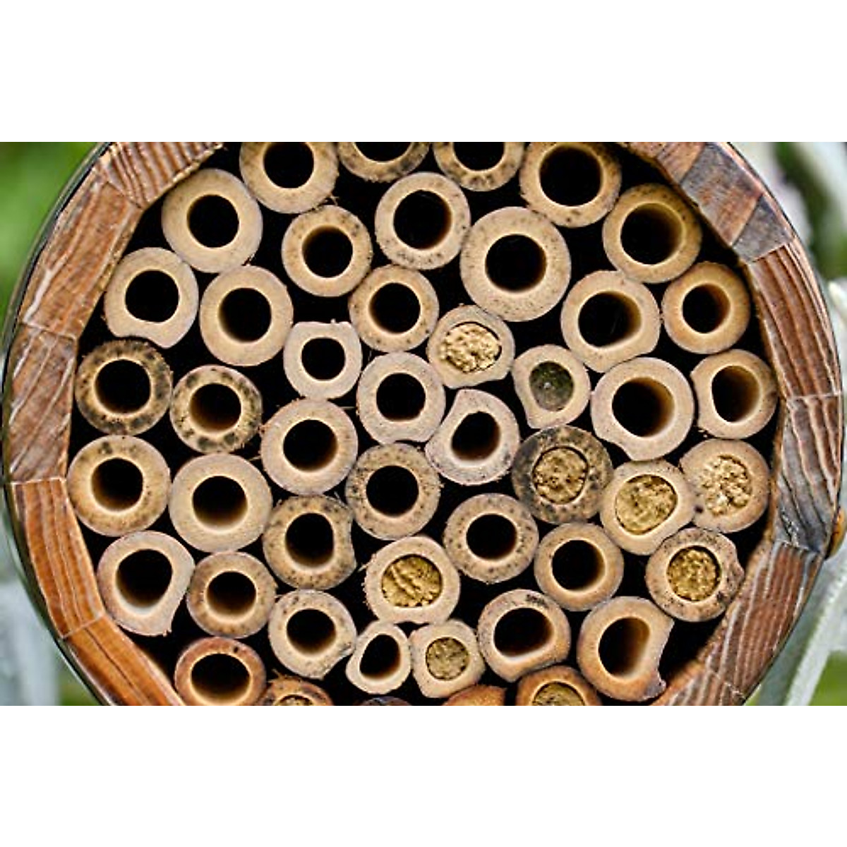 Wildlife World Mason Bee Barrel - Natural Hanging Habitat for Pollinators, Increases Productivity in Your Garden (Brown)