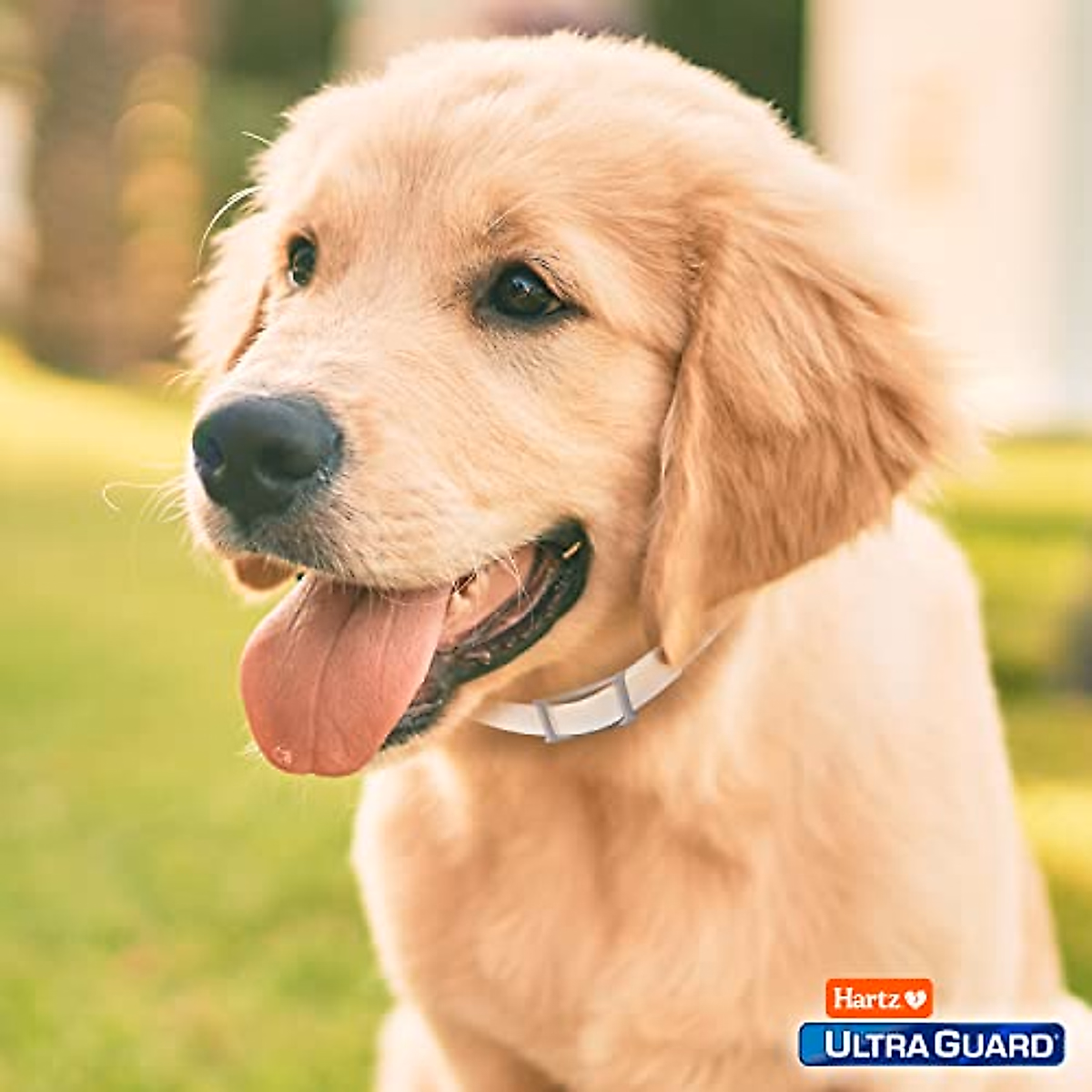 Hartz UltraGuard Flea & Tick Collar for Dogs and Puppies, 7 Month Flea and Tick Protection and Prevention Per Collar, White, Up to 15 Inch Neck