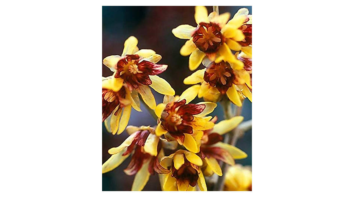 Grow Wintersweet Bonsai Tree Seeds - Chimonanthus praecox