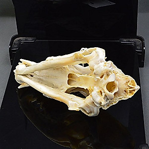 Hot Dog Skull Taxidermy Supplies Art Bone Vet Medicine 1:1