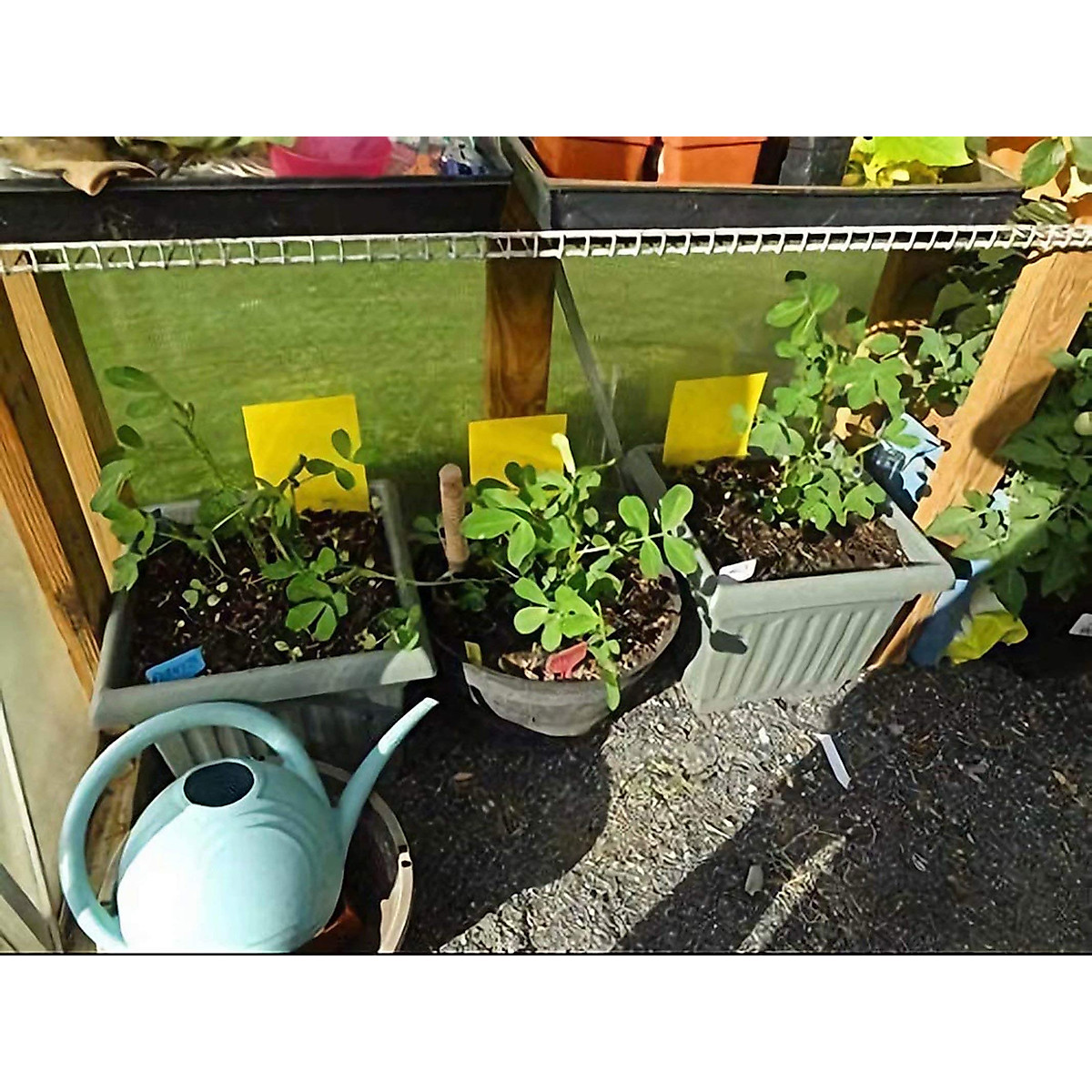 Faicuk Yellow Dual-Sided Sticky Fly Traps for Plant Insect Like Aphids, Fungus Gnats, Leaf Miners and White Flies (10 Pack)