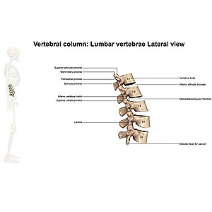 Samsonite - Half Moon Lumbar Support Pillow, Elevates Comfort, 100% Pure Memory Foam, Fits Most Seats