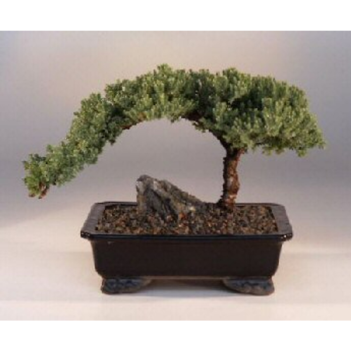 Bonsai Boy's ON THIS TREE Juniper Bonsai Tree - Large Juniper Procumbens nana