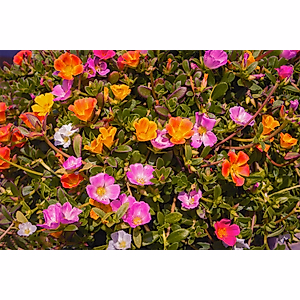 2000+ Moss Rose Seeds for Planting Outdoor Rare Purslane Seeds Succulent Ground Cover Plant Portulaca Oleracea Seeds