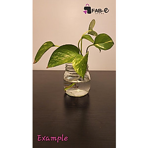 Small Mason Jars Regular Mouth - 8 oz Clear Glass Jars without lid, ideal for drinks, beverages, decoration, plants, container, candies, gifts, 6 pack