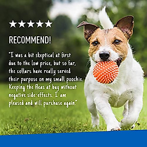 Adams Plus Flea & Tick Collar for Dogs, 7-Month Protection, Adjustable Collar Fits Small Dogs & Puppies, Kills & Repels Fleas, Flea Eggs, Flea Larvae, and Ticks, Kills Tick Larvae and Tick Nymphs