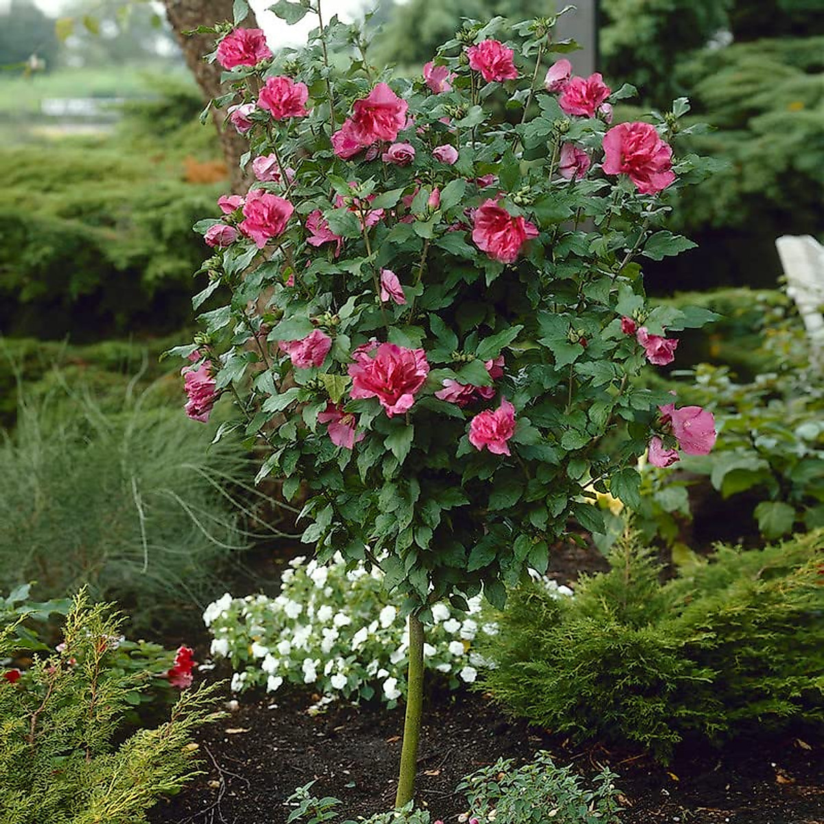 2 Red Rose of Sharon Althea Hibiscus Syriacus Plants 1 to 2 Ft Height for Planting Ornaments Perennial Garden Simple to Grow Pots Gifts