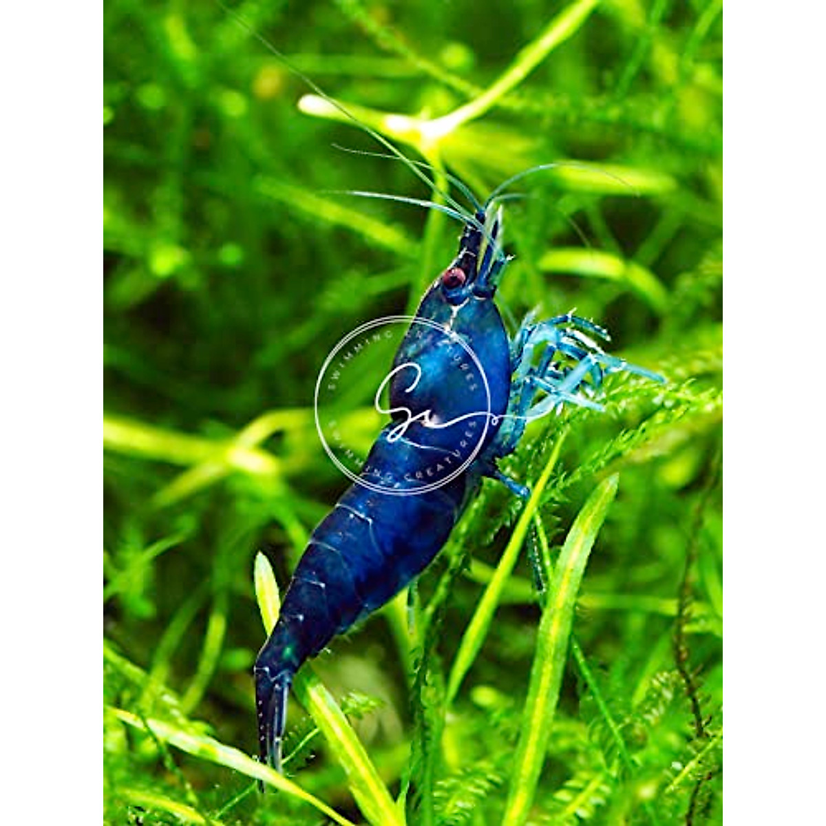 Swimming Creatures 10 Blue Dream(Grade A+) Neocaridina Freshwater Aquarium Shrimp. Live Arrival Guarantee.