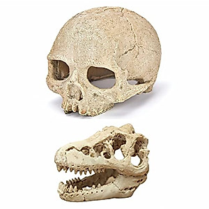 AWXZOM Dinosaur Skull Hideouts + Human Skull Decoration Reptiles hideouts Decorations, Fish Tank Decor, Bearded Dragon Tank Decor, Fish Aquarium Decor, arboreal Tarantula Decor, Snake Hide Decor