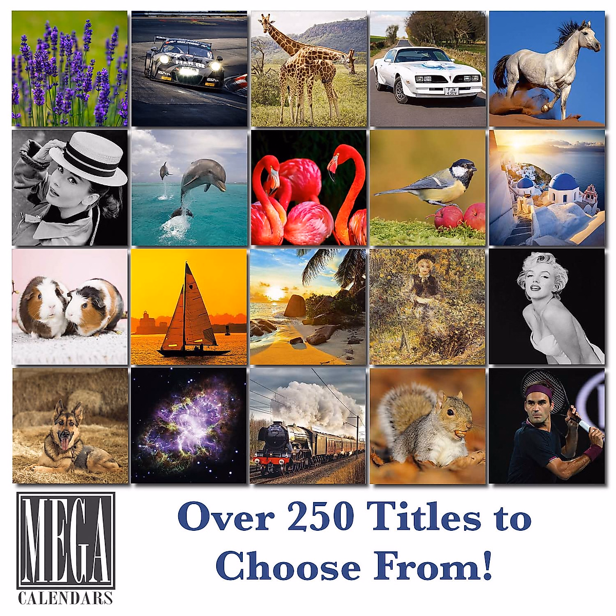 2023 2024 Cavalier King Charles Calendar - Dog Breed Monthly Wall Calendar - 12 x 24 Open - Thick No-Bleed Paper - Giftable - Academic Teacher's Planner Calendar Organizing & Planning - Made in USA