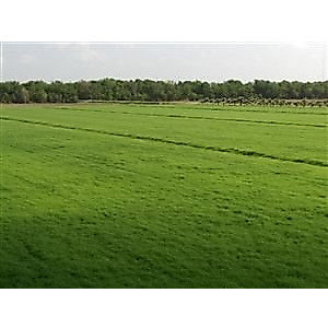 SeedRanch Bermuda Grass Seed Coated/Hulled - 10 Lb.