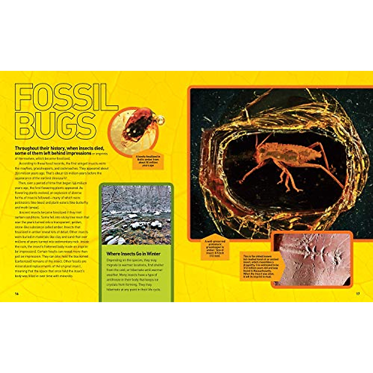 Ultimate Bugopedia: The Most Complete Bug Reference Ever (National Geographic Kids)