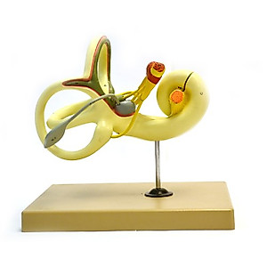 Ear Labyrinth Model - for Studying Bony and Membranous Inner Ear - Hand Painted & Numbered with Key Card - Includes Mount - Eisco Labs