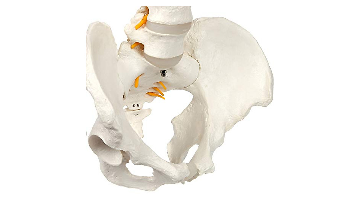 Human Spine Model for Education & Study | Axis Scientific