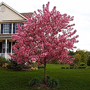 CHUXAY GARDEN Malus 'Prairifire',Crabapple Seed,Crab Apple 30 Seeds Privacy Screen Plant Deciduous Tree Beautiful Small Ornamental Tree Great for Garden