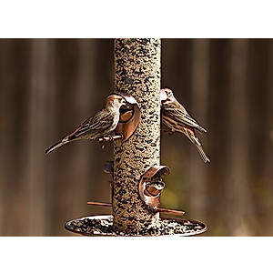 Audubon Park 12230 Songbird Blend Wild Bird Food, 5.5-Pounds, 4.5 lb, Green