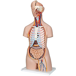 3B Scientific B11 Plastic 16 Part Classic Unisex Human Torso Model, 9.8" Length x 15" Width x 34.3" Height