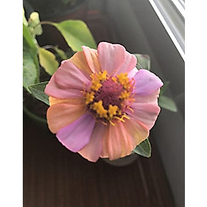 5G Mixed Zinnia Flower Seed Easy to Grow Plant