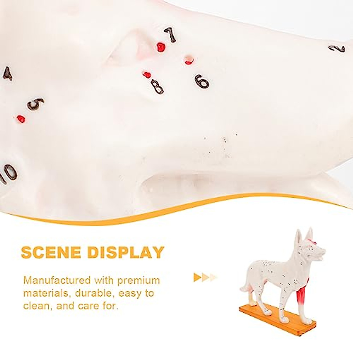 4D Vision Dog Anatomy Model, Dog Model Anatomy Teaching Tool Animal Pressure Points Veterinary Training for Animal Teaching Demonstration, Pet Clinic Veterinary TrainingSchool Teaching Tool