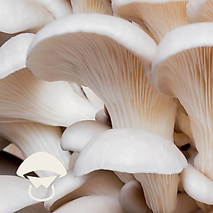 Epic Mushrooms: Lab-Grade Liquid Culture Syringe (Pearl Oyster (Pleurotus Ostreatus))