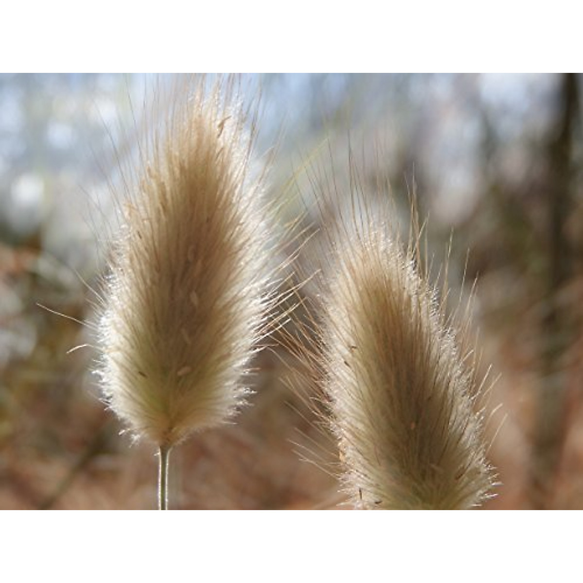 Nikon digital camera COOLPIX P610 (Black) P610BK [Camera]