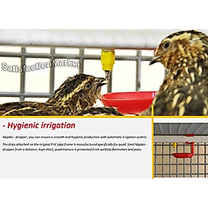 Quail Cage Two Compartment, The Patented Design, First in The World, Professional Quail Egg cage