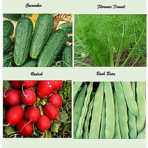 Set of 16 Assorted Organic Vegetable Seeds & Herb Seeds for Planting 16 Varieties Create a Deluxe Garden Heirloom, 100% Non-GMO Sweet Pepper Seeds, Hot Pepper Seeds-Red Onion Seeds- Green Onion Seeds