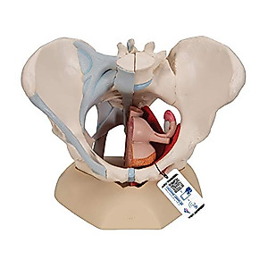 3B Scientific H20/3 Female Pelvis w/ Ligaments 4 Part - 3B Smart Anatomy
