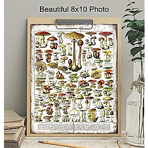 Dining Room, Kitchen Decor - Rustic Vintage Botanical Mushrooms Chart - Larousse Gastronomique Sign Photo Wall Art for Cafe, Restaurant - Unique Housewarming Gift -8x10 Boho Farmhouse Style