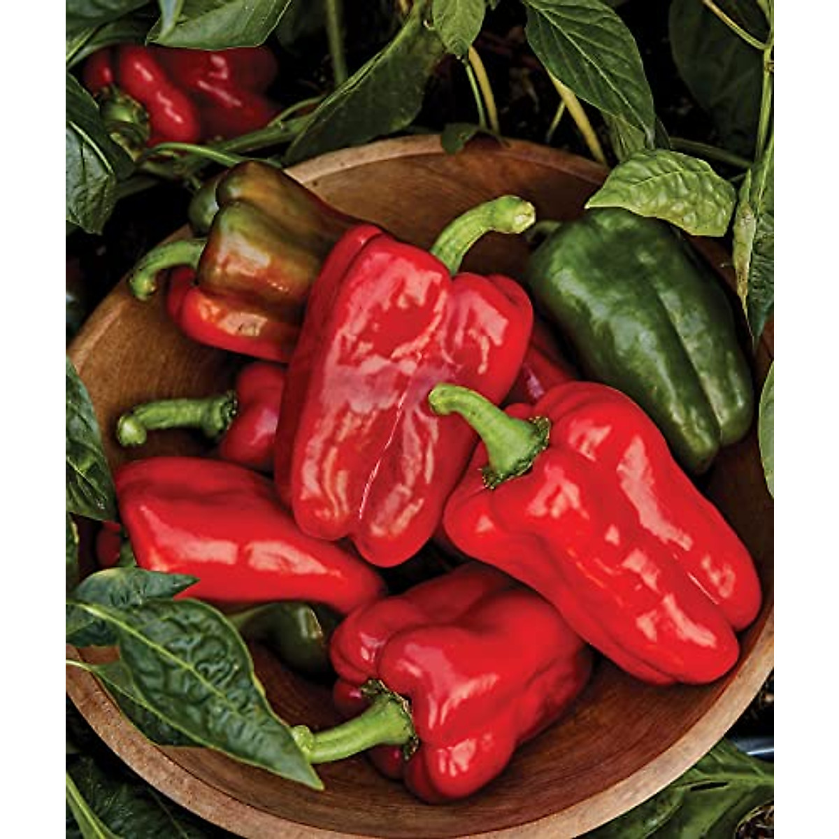 Burpee Great Stuff Sweet Pepper Seeds 40 seeds