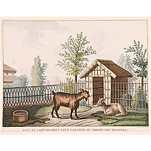 [Set of four prints of animals in the 'Jardin des Plantes' in Paris]
