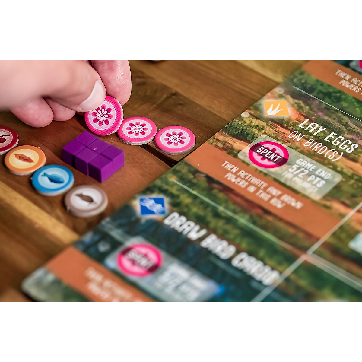 Stonemaier Games: Wingspan Oceania Expansion | Add to Wingspan (Base Game) | includes New Player Mats, Food, and Egg Color | 95 Unique New Birds | Cooperative Mode | 1-5 Players, 70 Mins, Ages 14+